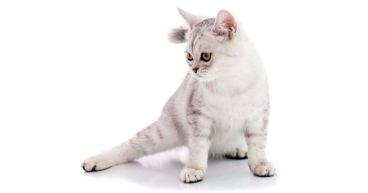 Kot Burmilla – Rasowe Koty Domowe