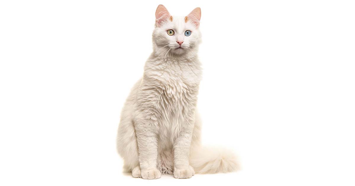 Kot Turecki Van – Rasowe Koty Domowe