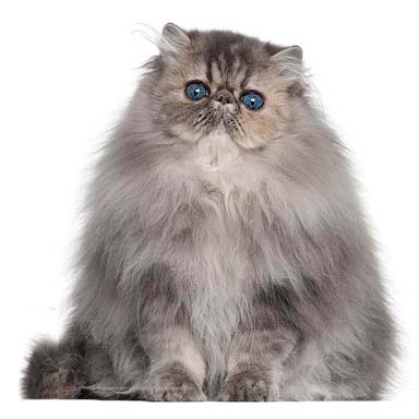 Wszystkie Rasy Kotów - Rasowe Koty Domowe 🧡